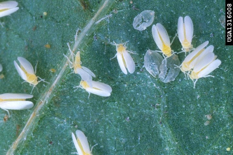 Scott Bauer, USDA Agricultural Research Service, Bugwood.org ...